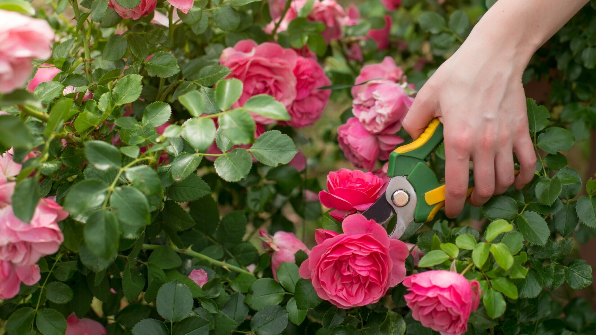 Je li bolje orezivati ruže u proljeće ili jesen?