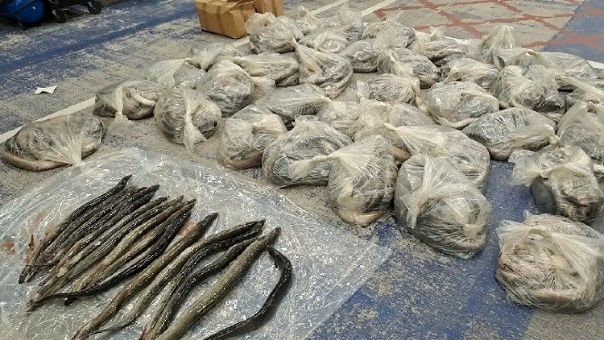 Velika operacija 20-ak zemalja razbila globalni krijumčarski lanac ...