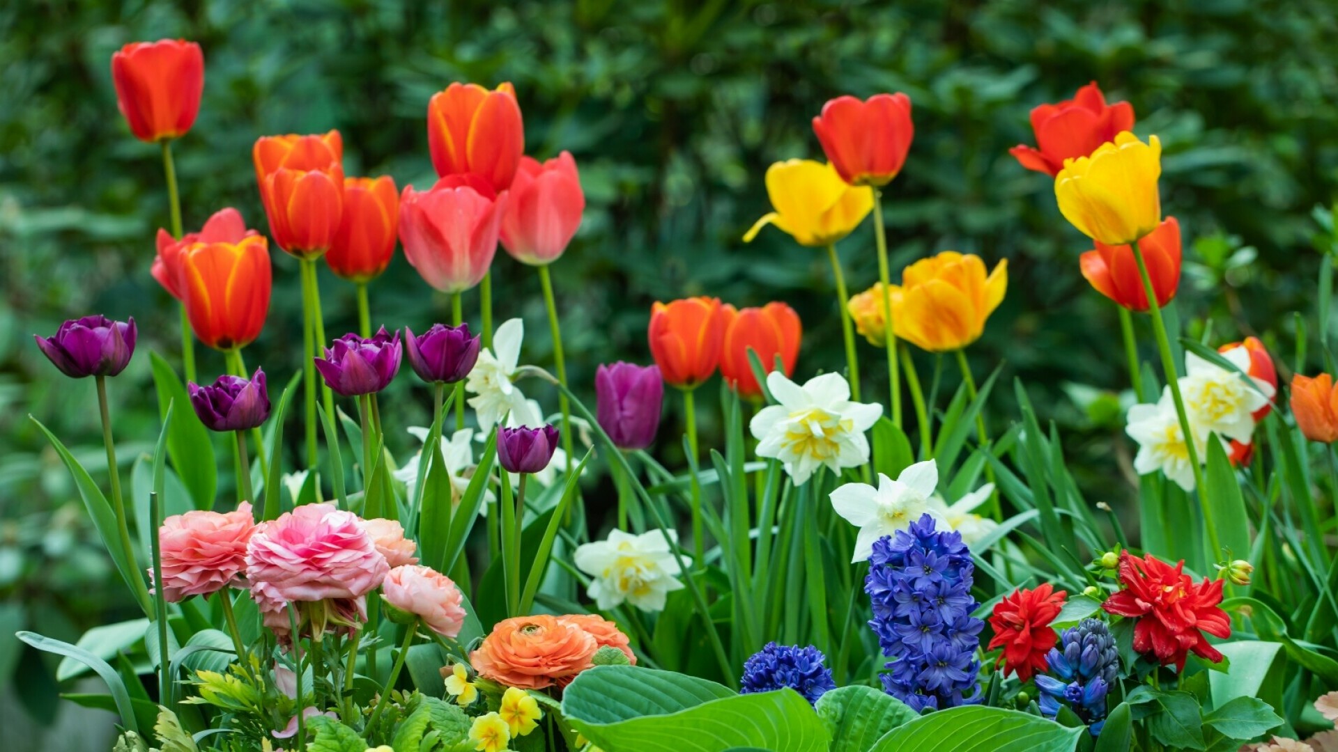 Sadnja lukovica u jesen: Vodič za raskošan proljetni vrt