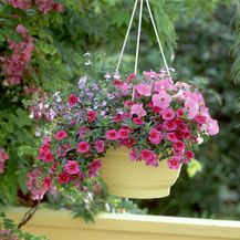 Izaberite cvijeće: 5 balkonskih ljepotica koje (ne)vole sunce