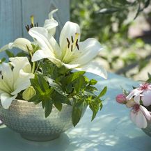 Bijeli ljiljan: Cvijet koji ima posebno značenje za vrijeme Uskrsa