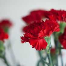 'Nebeski cvijet': Karanfil kao simbol ženske snage, ali i čiste majčine ...