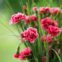 'Nebeski cvijet': Karanfil kao simbol ženske snage, ali i čiste majčine ...