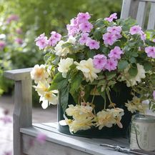 Izaberite cvijeće: 5 balkonskih ljepotica koje (ne)vole sunce