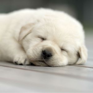 Pas za stan: 10 pasmina koje ne puštaju dlaku - Zadovoljna.hr