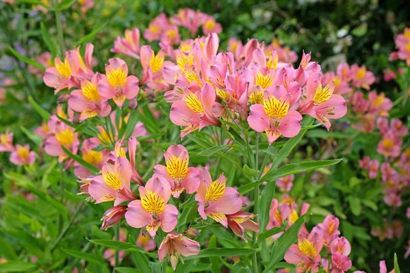 Peruanski ljiljan: Atraktivan cvijet jednostavan za uzgoj, a u vazi ...