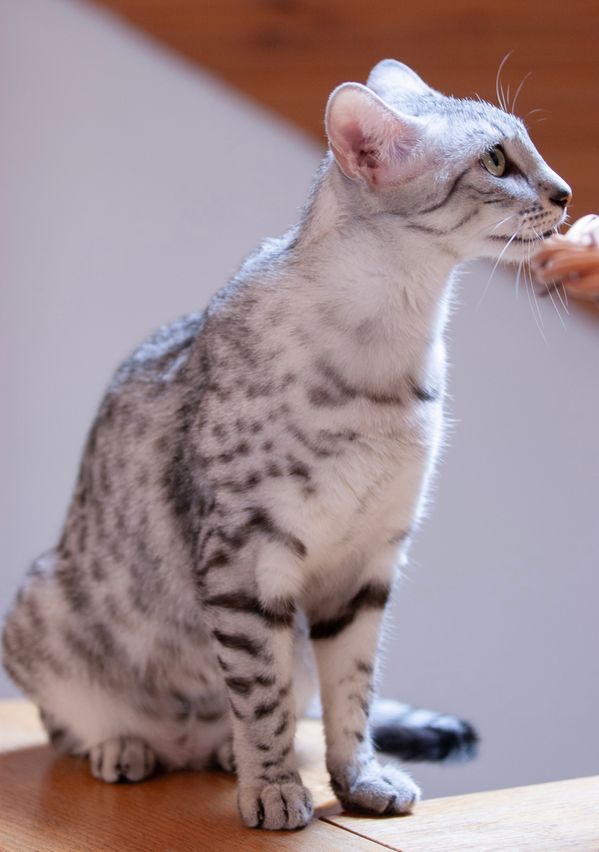 Ovo je 10 najljepših pasmina mačaka na svijetu