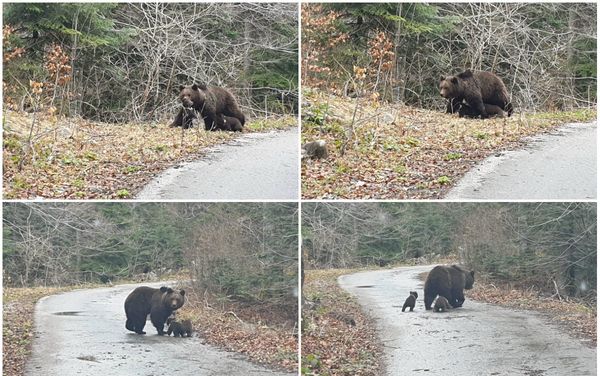 Legendarni "Leteći medvjedići" i "Surogat" na platformi OYO