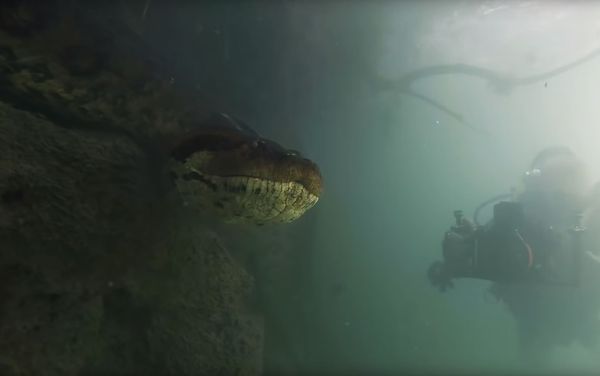 Anakonda 4: Trag krvi