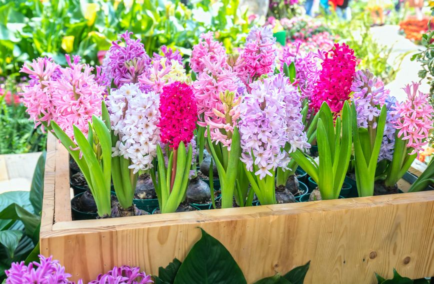 Kako samo miriše! Pet savjeta koji će produžiti vijek trajanja zumbula