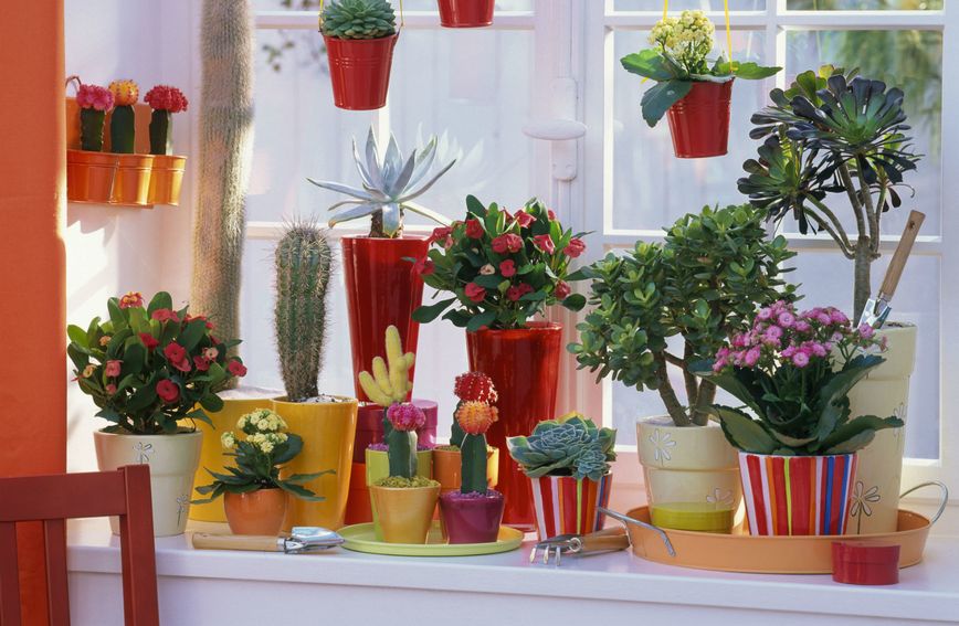 Izdržljivi sukulenti: ukrasne biljke koje bujaju u svim uvjetima