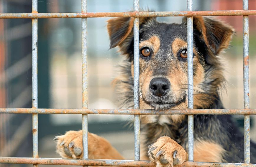 "Remember Me Thursday": Globalni pokret za napuštene pse koji čekaju ...
