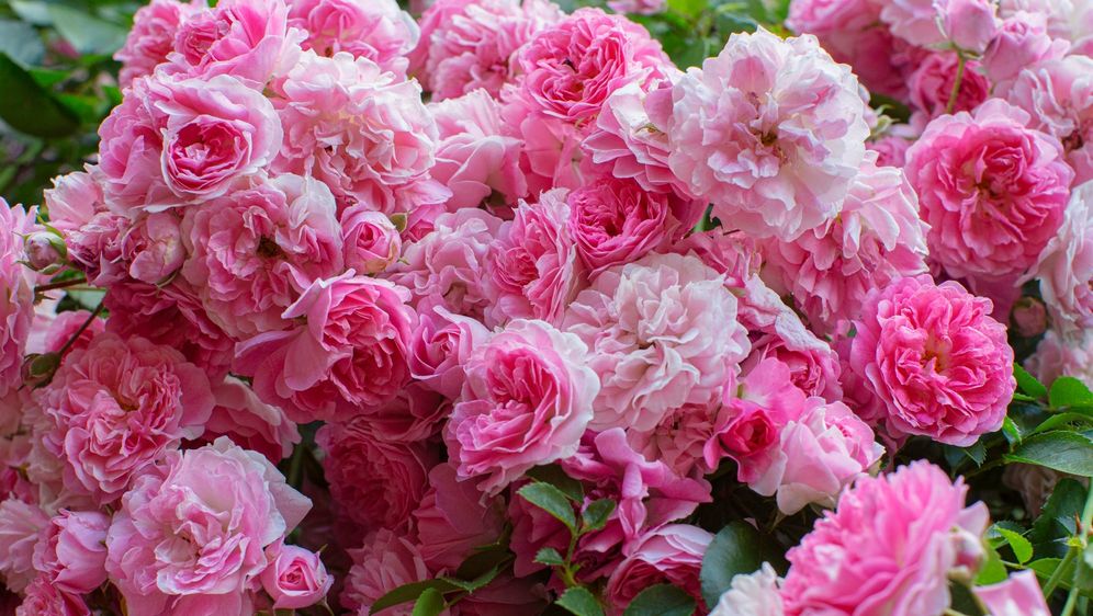 Kad se priroda zaigra: 15 najljepših cvjetova na svijetu