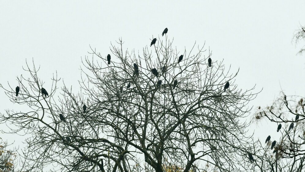 U Zagrebu postavljena upozorenja: Ako vas napadnu, ovo nikako nemojte raditi